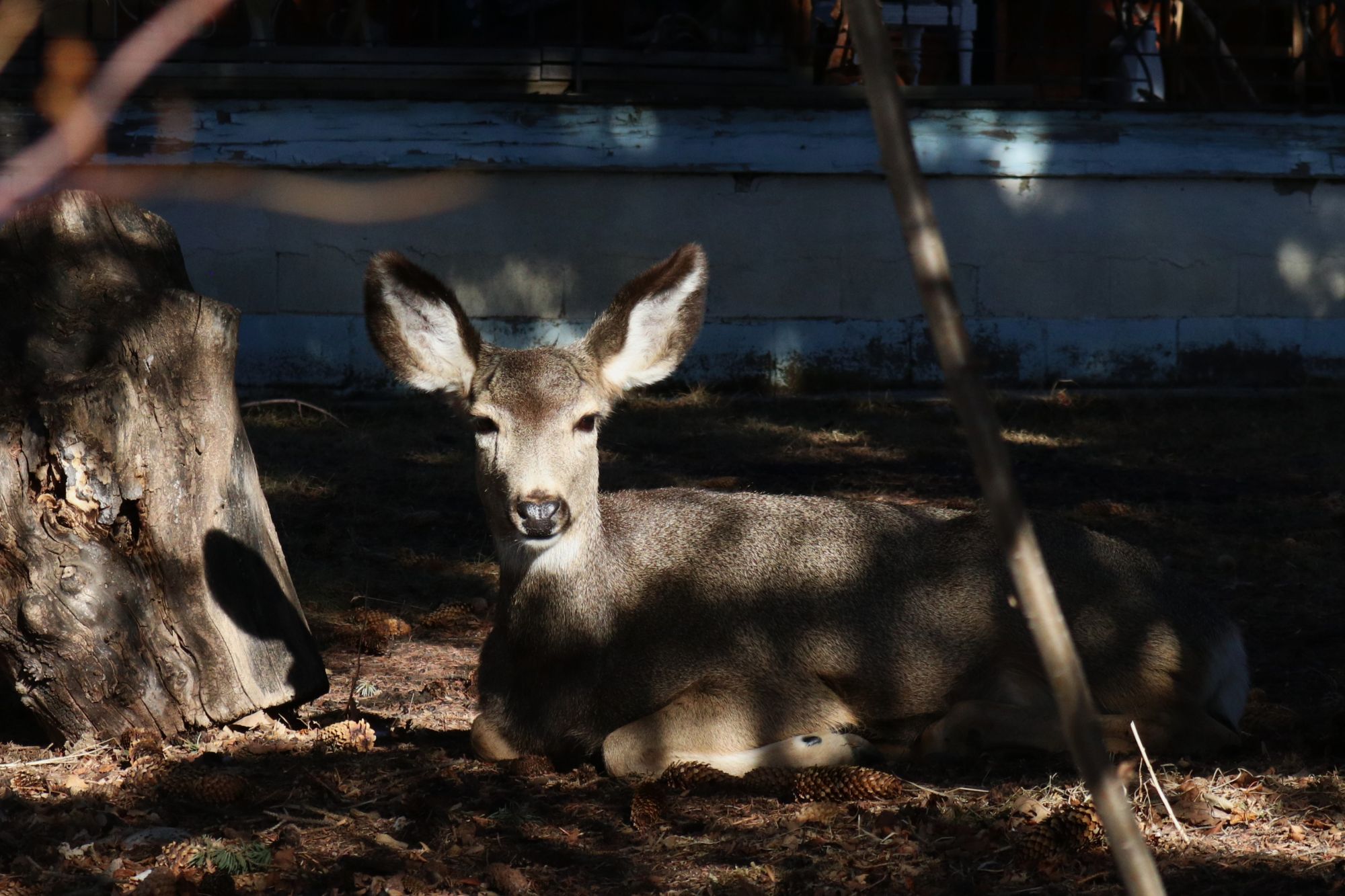 Annual deer count reports 120 deer in Okotoks - OkotoksOnline.com ...