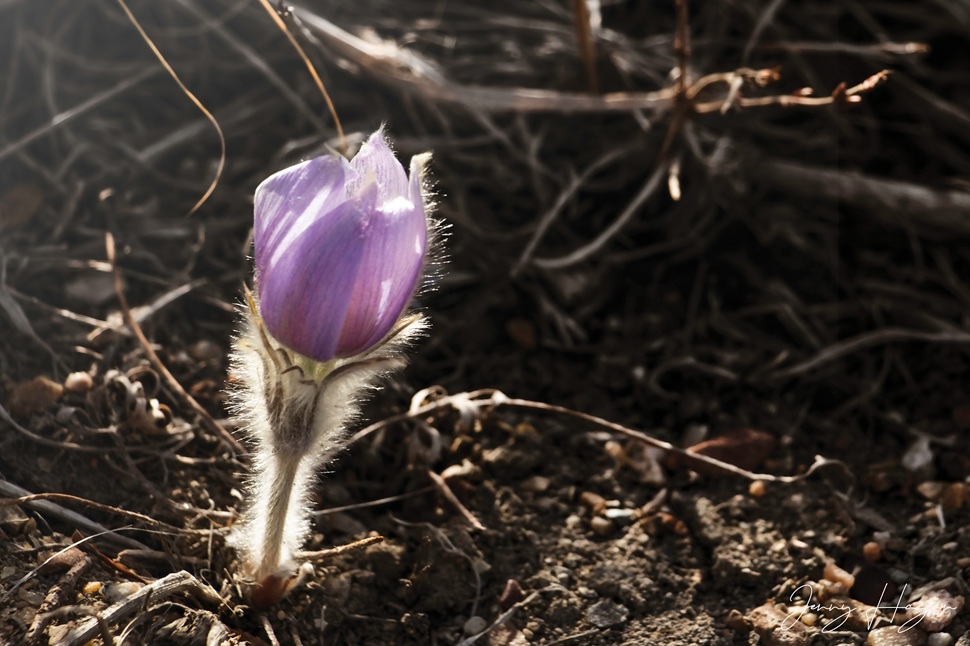 Spring crocuses begin to bloom across west-central Saskatchewan ...