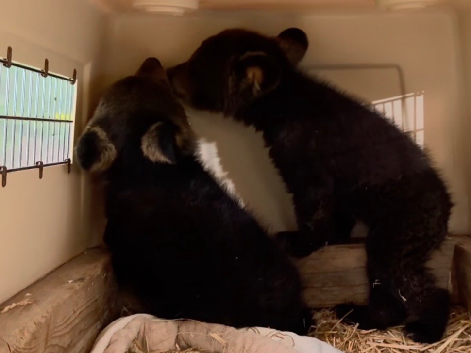 Orphaned bear cubs reunited after rescue near Marchand ...