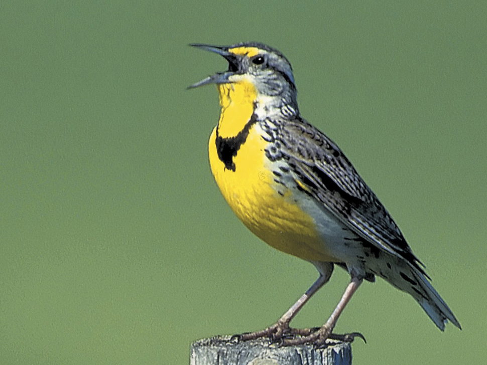 Spring migration fills southeastern Manitoba skies with song ...