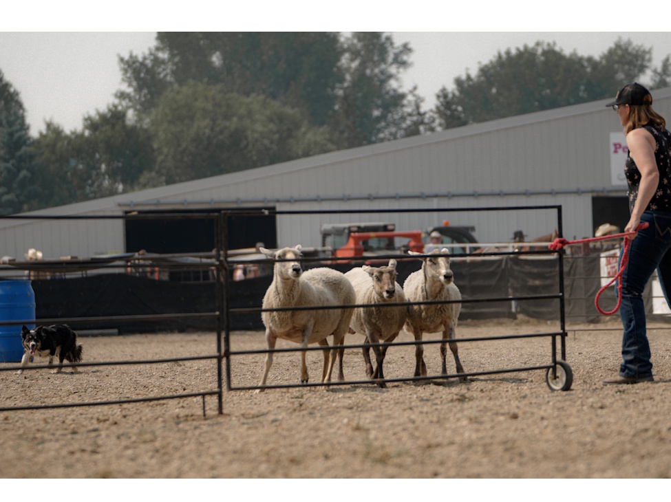 Top stock dogs put to the test at Boissevain Sheep Finals this weekend ...