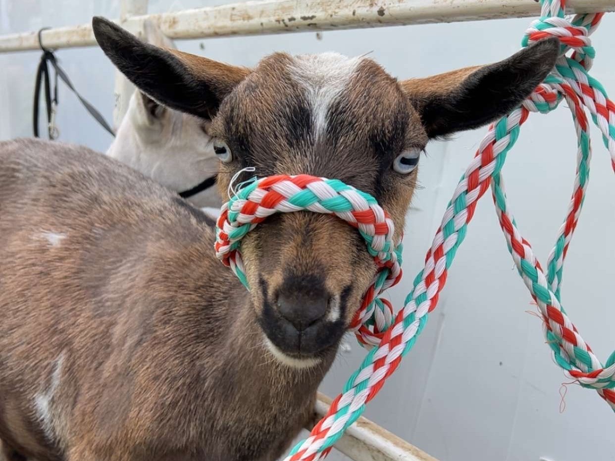 Goats to graze Okotoks park - HighRiverOnline.com - Local news, Weather ...