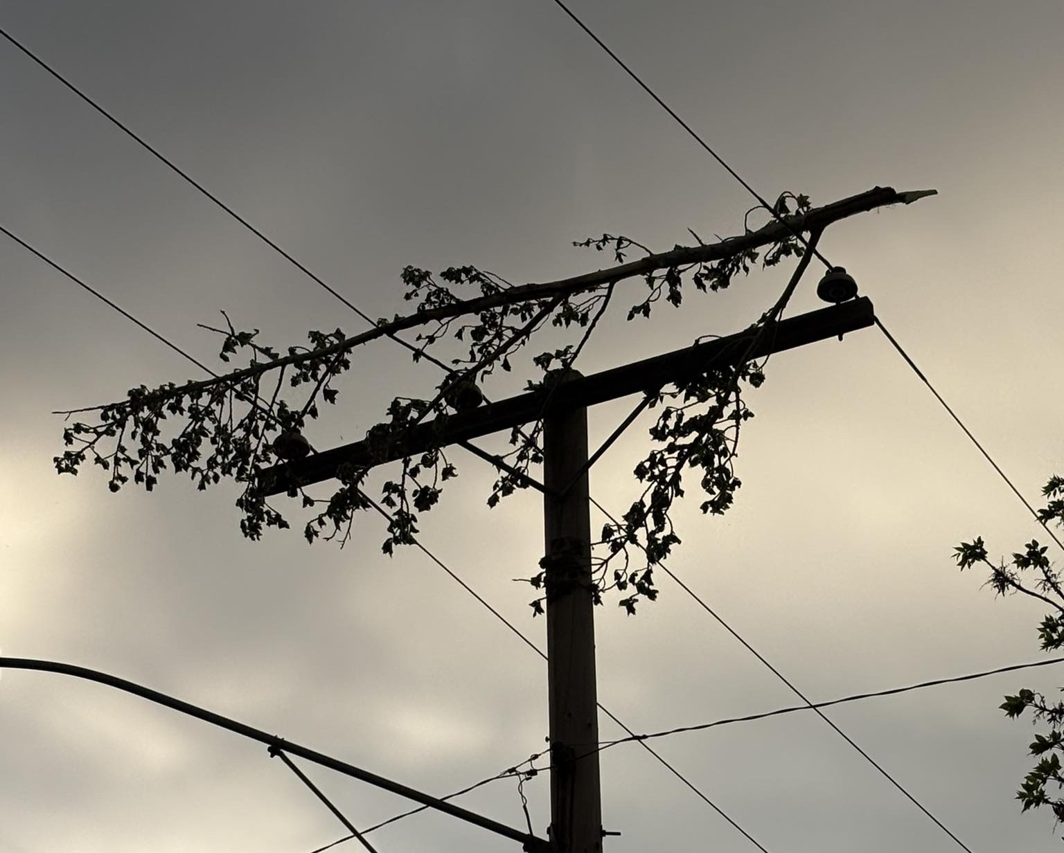 Morse firefighters respond to arcing power line caused by tree branch ...