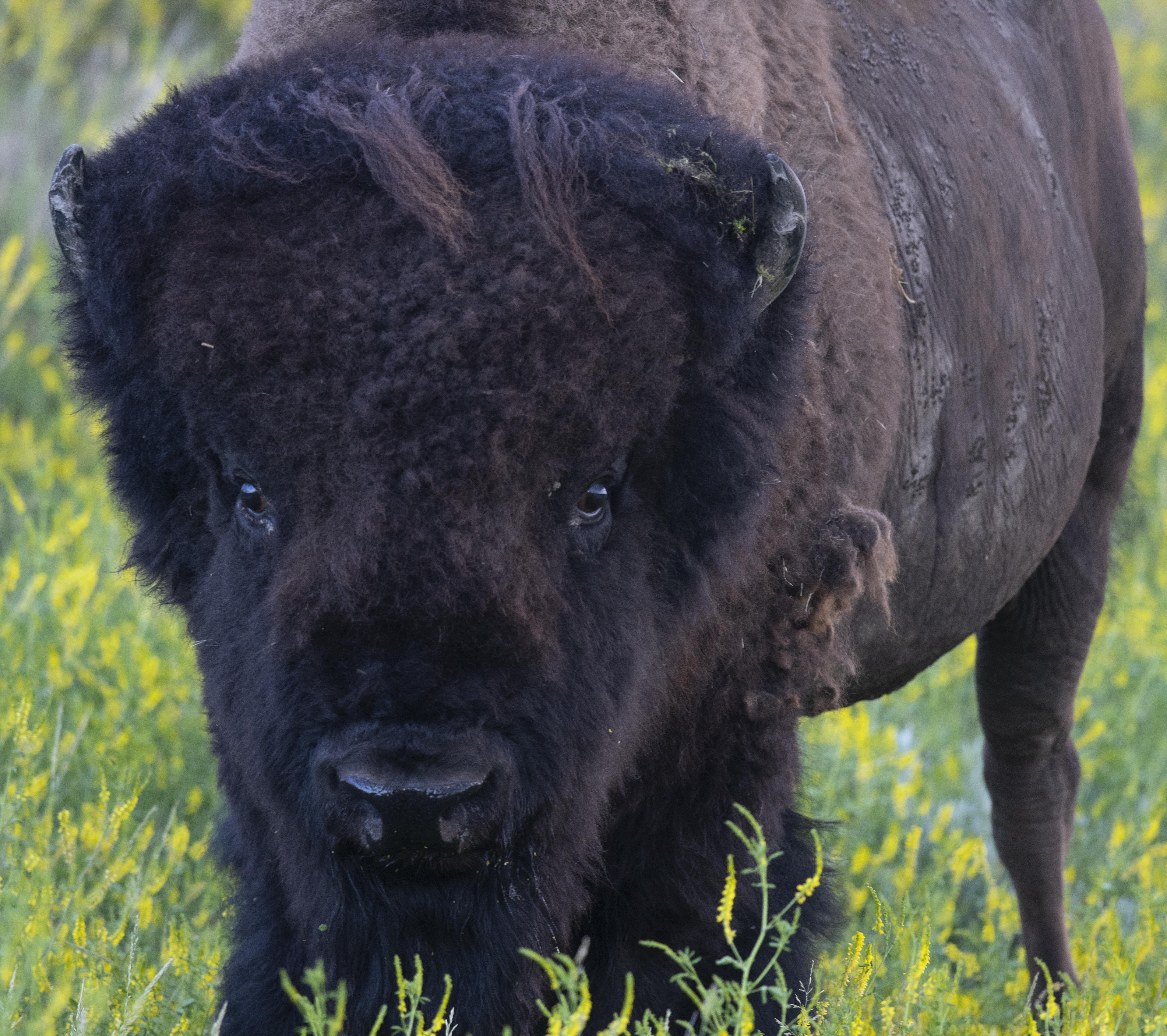Southwest History: The Walter Felt Bison Drive - SwiftCurrentOnline.com ...