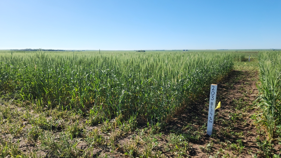 AAFC: Swift Current Organic Plots Not Seeded Following Cultivation ...