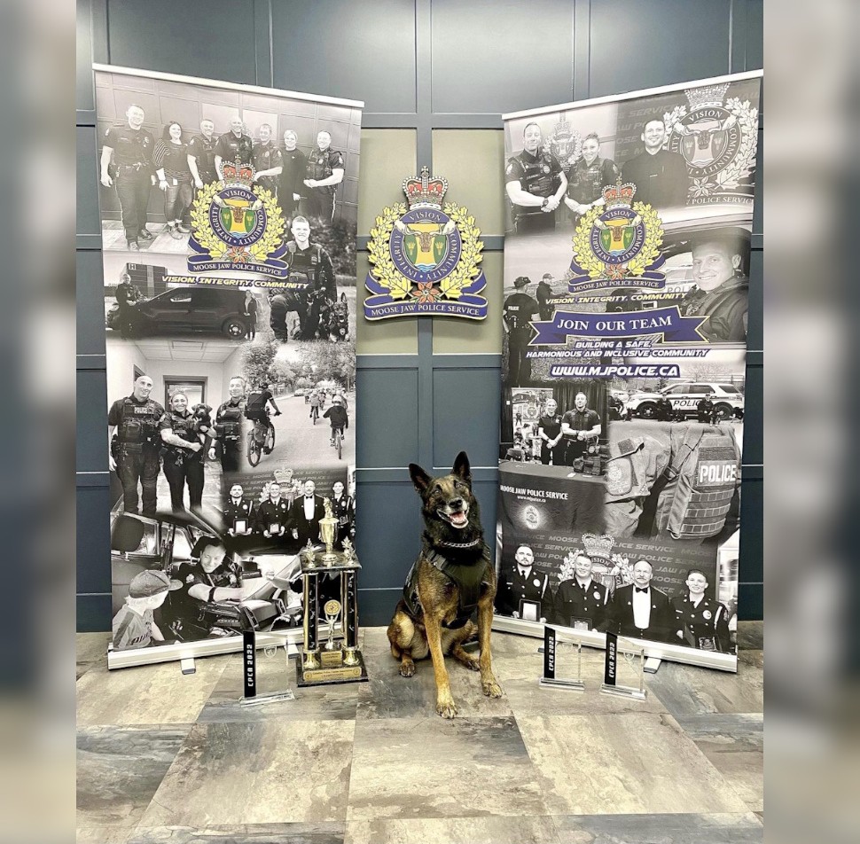 Moose Jaw police service dog True retires after decorated career ...