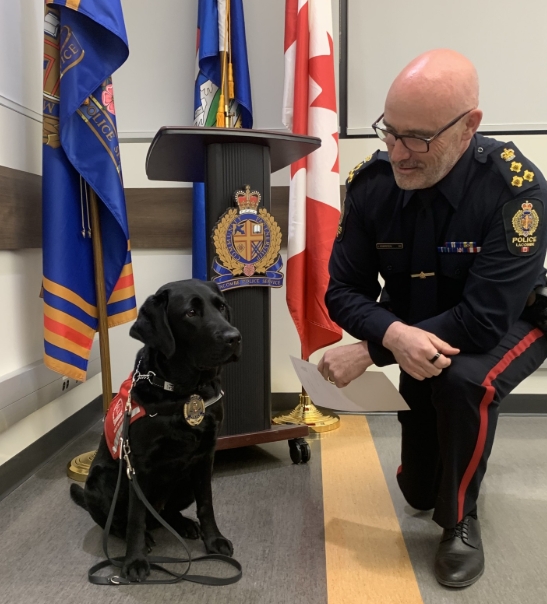 Lacombe police introduce new facility support dog ...
