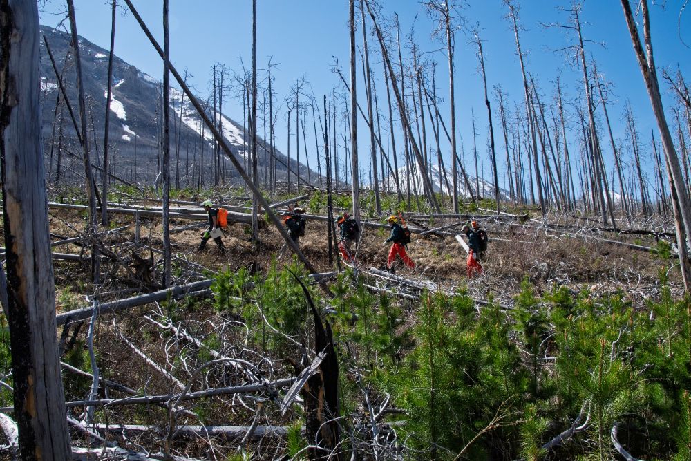 Waterton trail assessments begin, as hazard trees raise safety concerns ...