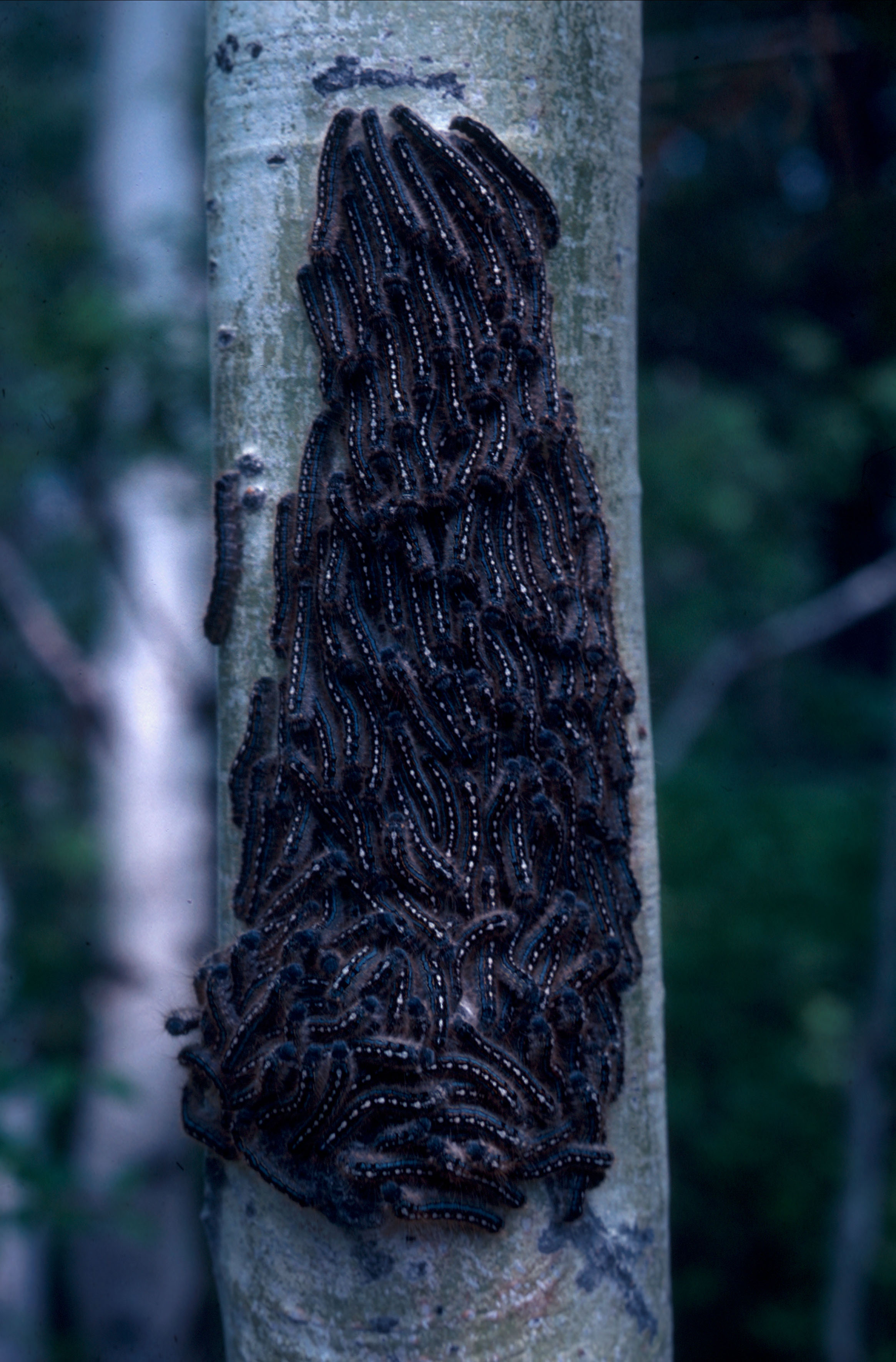 Airdrie caterpillar boom has residents watching trees, sidewalks — and ...