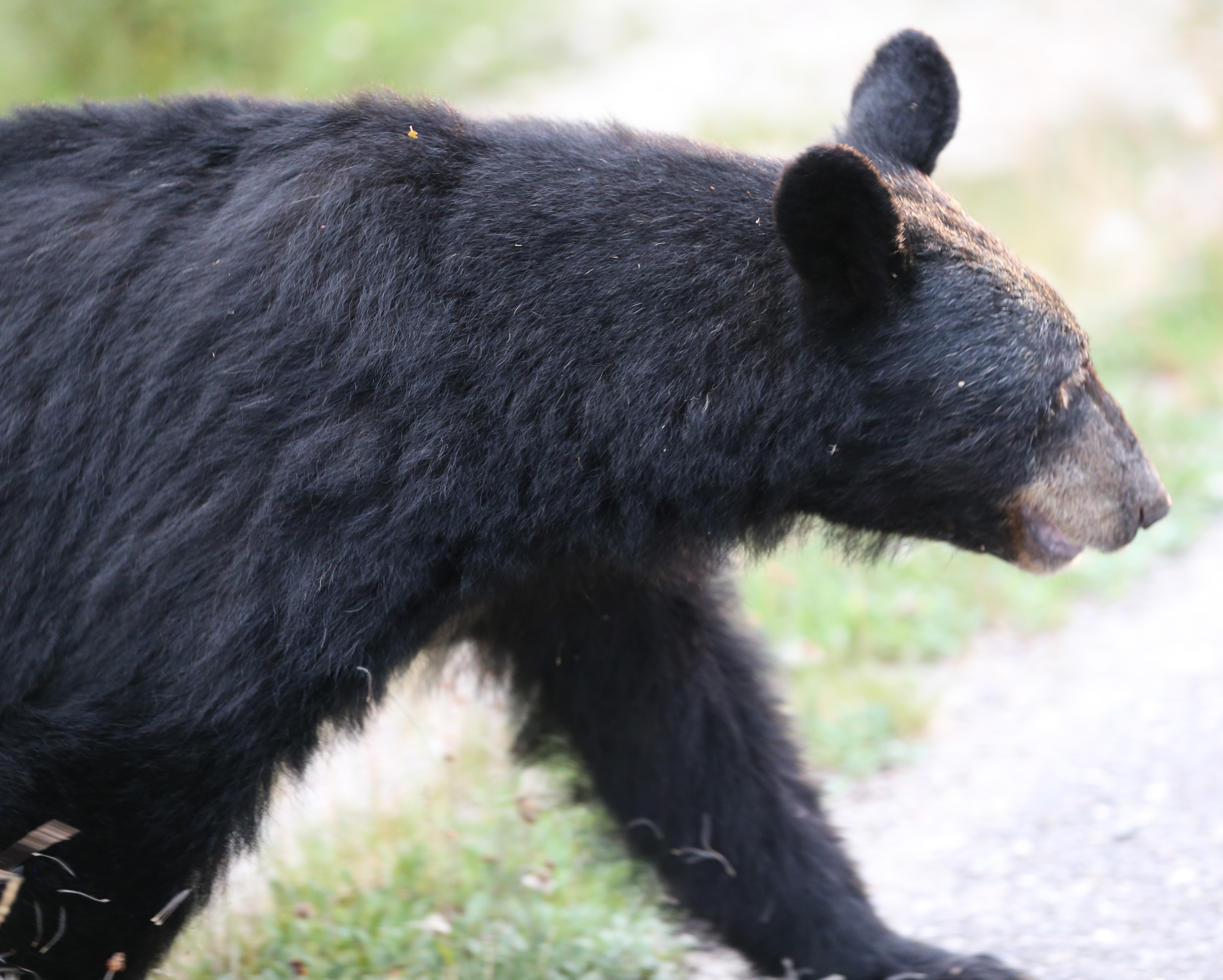 Warnings, closures in place for Kananaskis and Banff visitors ...