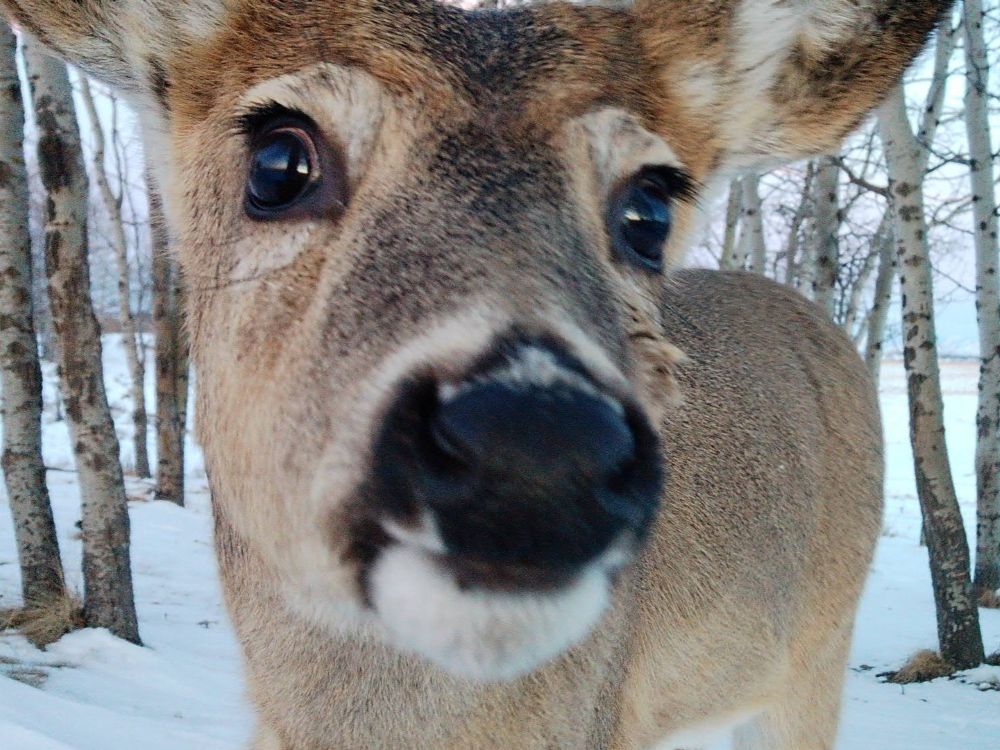 Conservation project maps wildlife corridors through Foothills ...