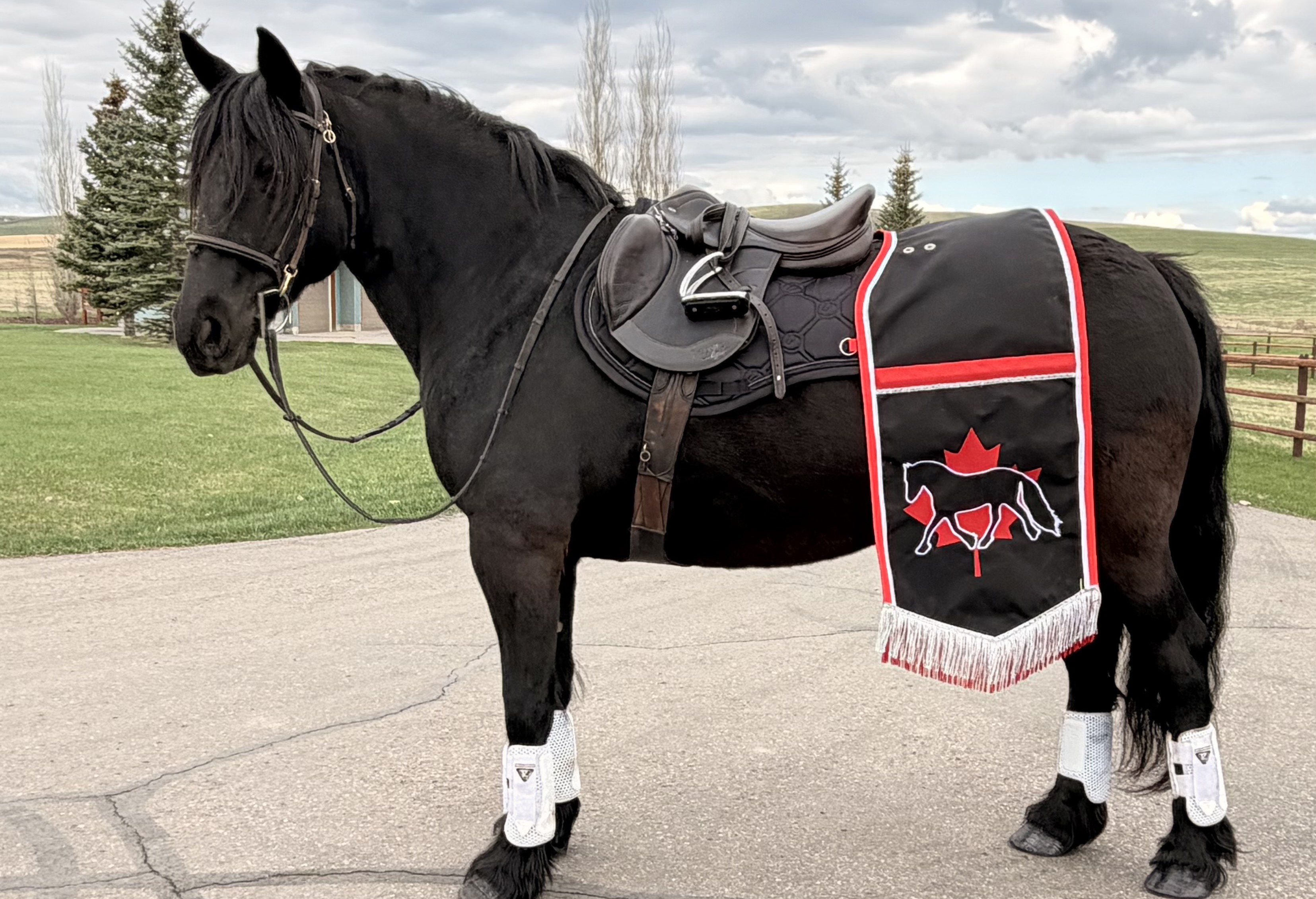 Foothills County Riding Team saddles up for summer parade season ...