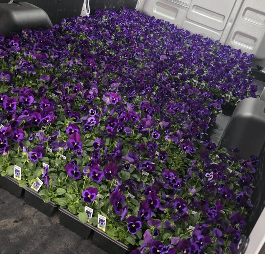 Purple Pansies for Pancreatic Cancer 2026 fundraiser earns $11,000 ...